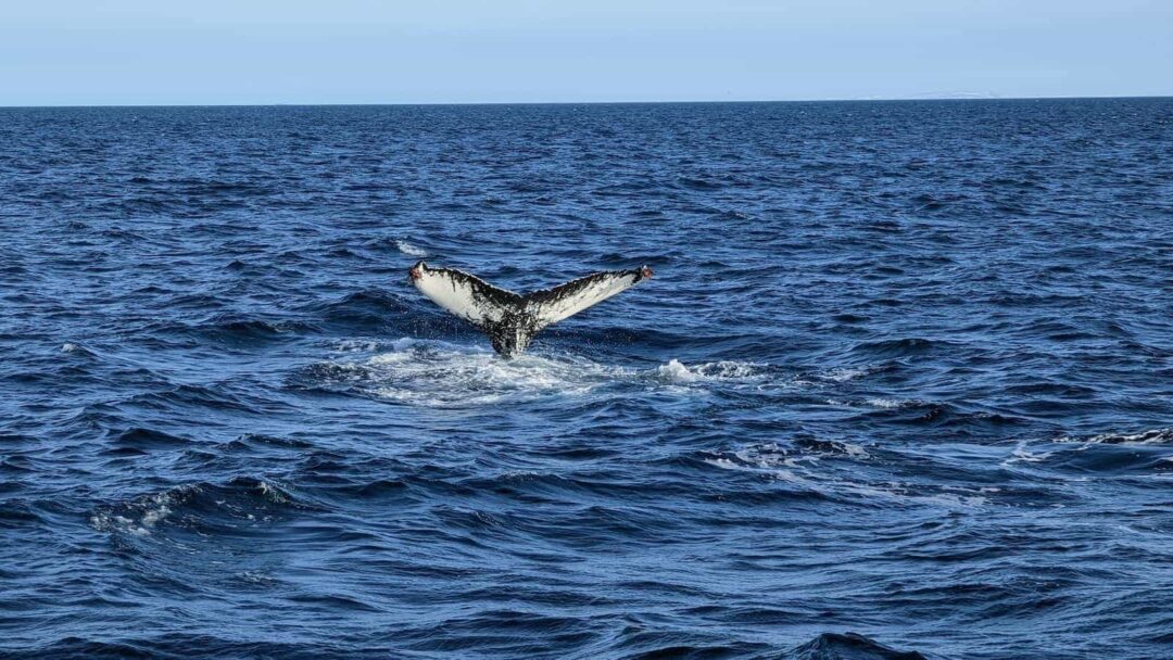 Our 10 Favorite Places for Whale Watching • Nomadic Boys