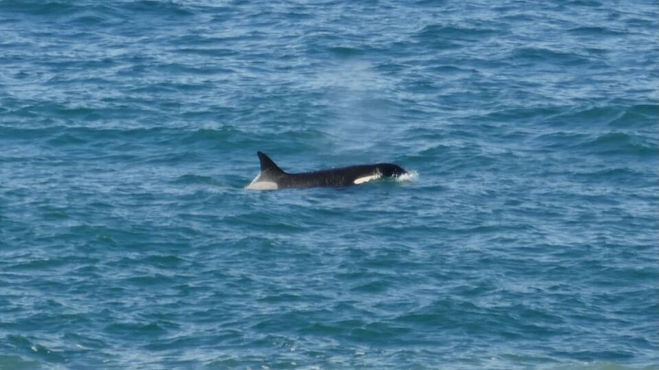 Our 10 Favorite Places for Whale Watching • Nomadic Boys